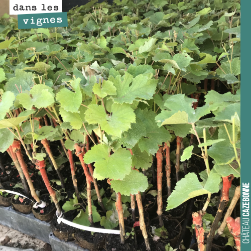Les plants de vigne - En direct d'un vignoble en bio